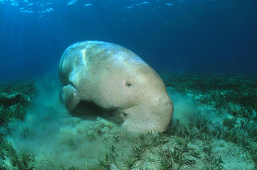 Dugong: Animal that inspired mermaid tales extinct in China - BBC News