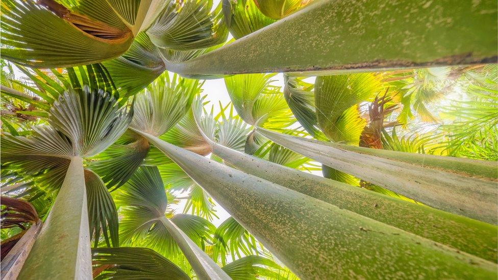 Coco de mer: How the world's biggest seeds are being protected - BBC ...
