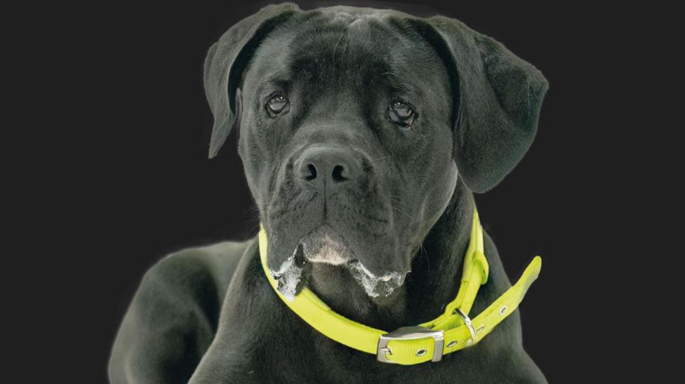 Birmingham Dogs Home sees rise in number of pets in care - BBC News