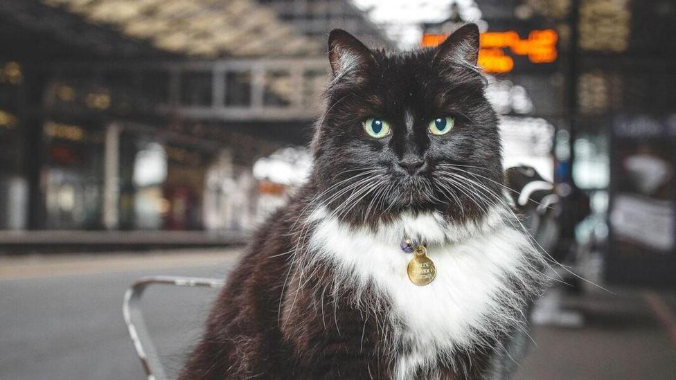 Train station cat puts Stourbridge on the map - BBC News