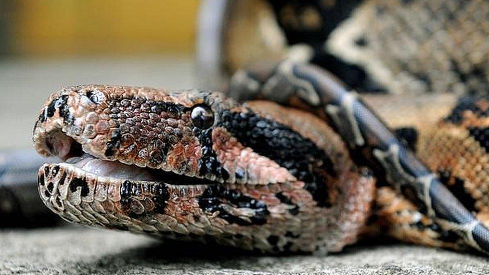 Chinese authorities hunt for 50 cobras after mass escape - BBC News
