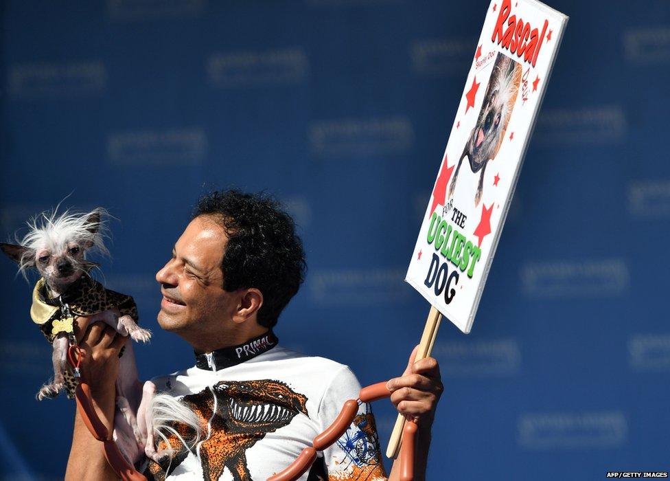 Chinese Crested Chihuahua, 17-year-old SweePee Rambo, is named world's ...
