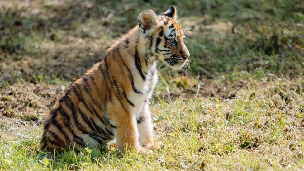 Amur tiger cubs explore Longleat Safari Park - BBC News