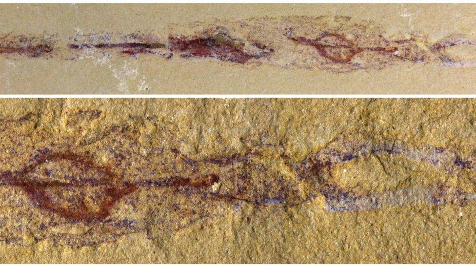 Oldest worm ancestors discovered that lived in tubes - BBC Newsround