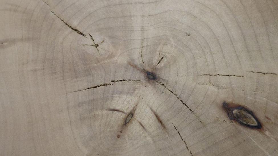 Counting rings reveals Sycamore Gap tree age range - BBC News