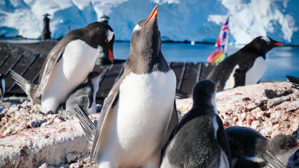 Antarctic researcher from Norfolk counts penguins at Christmas - BBC News