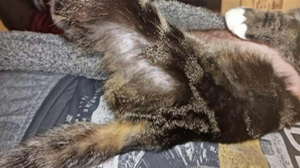 Lincolnshire phantom cat clipper causes owners distress - BBC News