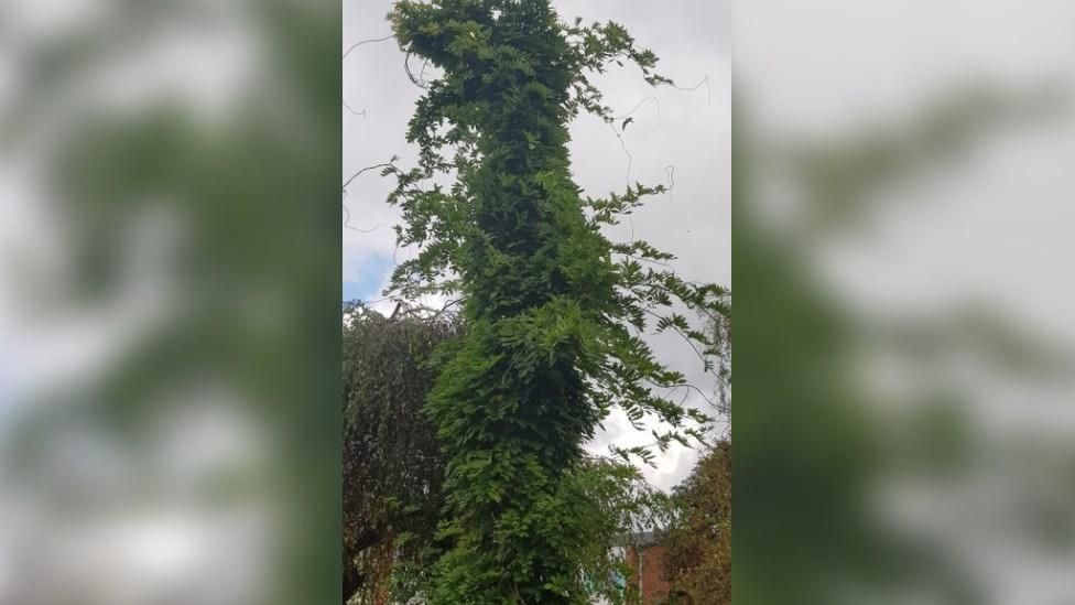 Solihull wisteria runs riot and obscures lamppost - BBC News