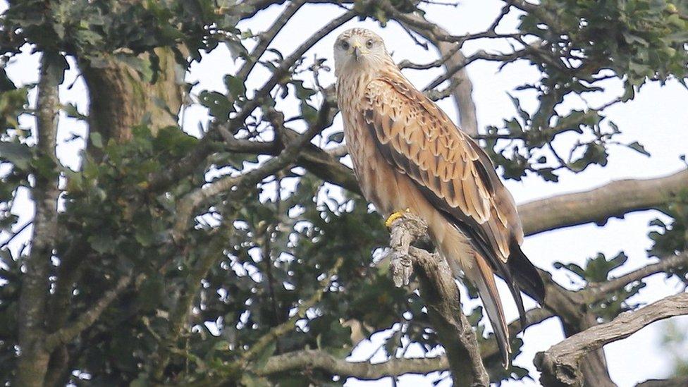 Red Kites in Derbyshire: 'Cracking bird' is first for 150 years - BBC News