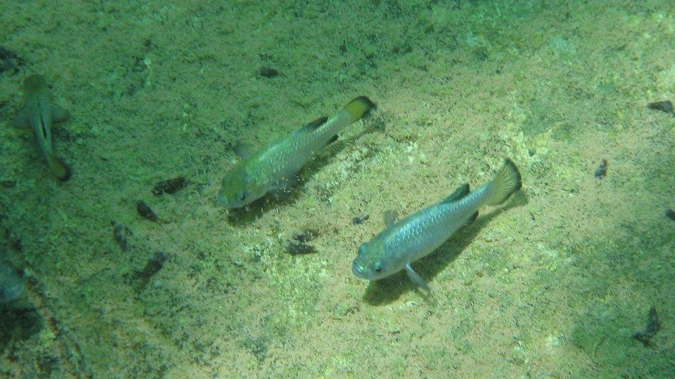 Death Valley fish a 'recent arrival' - BBC News