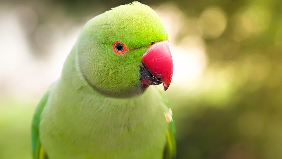 EU ban on bird imports sees 'massive' cuts in global trade - BBC News