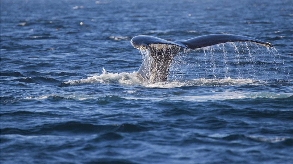 Whale Sonar Did Sonar Cause Unexplained Whale Deaths? BBC News
