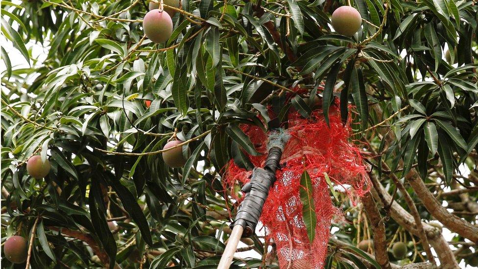 In pictures: Venezuela's mango harvest - BBC News
