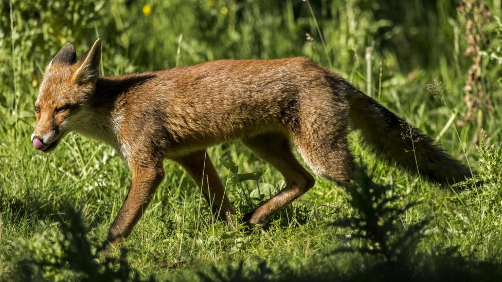 Borders fox-hunting trial shown video footage - BBC News