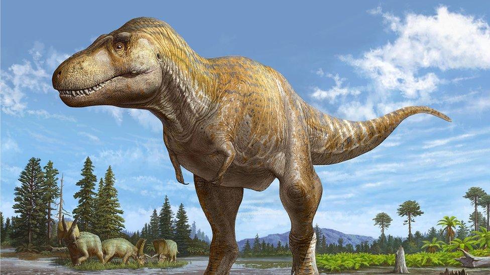 Newly found Tyrannosaurus mcraeensis was distant cousin of T-rex - BBC ...