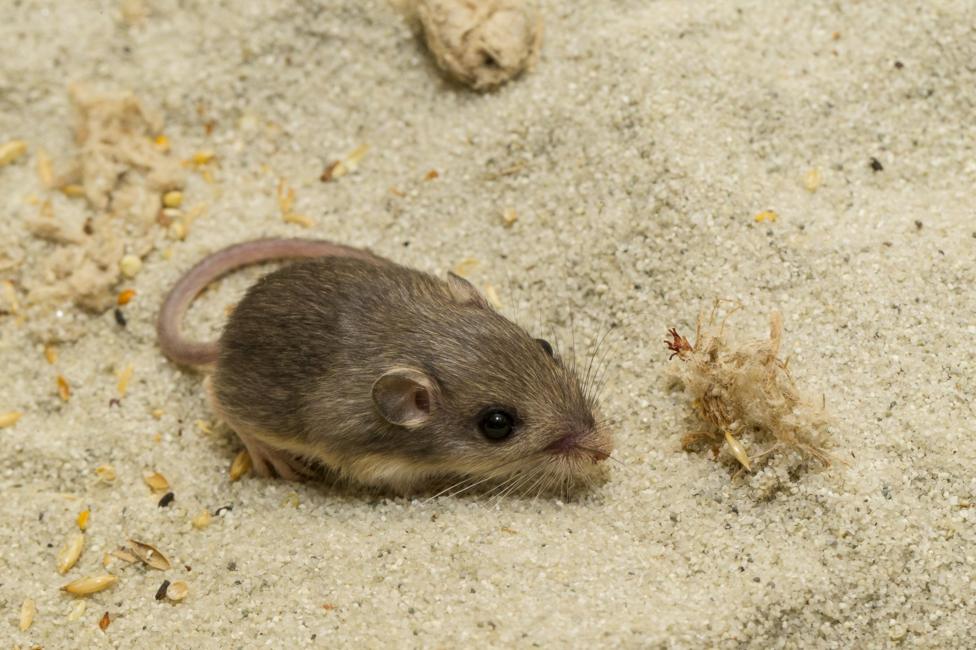 Meet Pat the oldest mouse in the world! - BBC Newsround