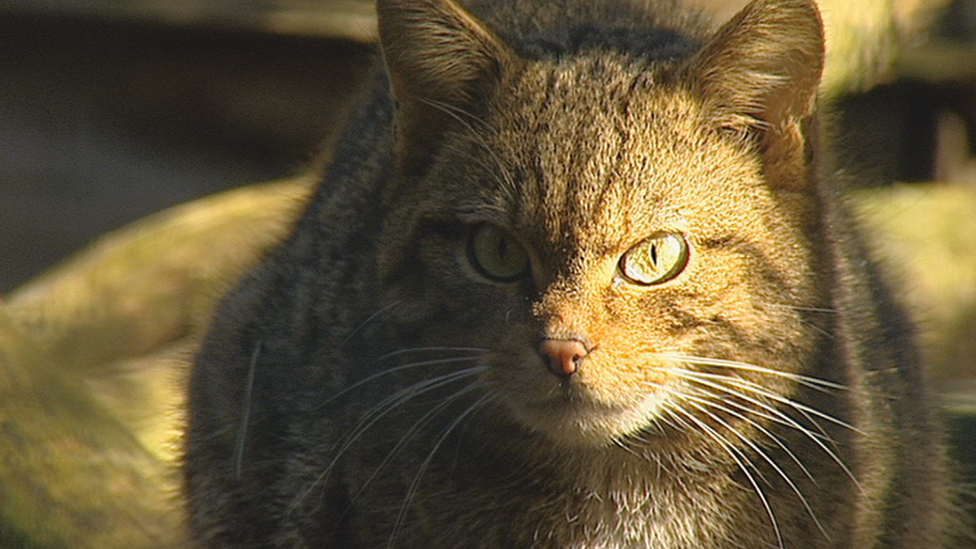 Project to save Scottish wildcats had 'successful' first year - BBC News