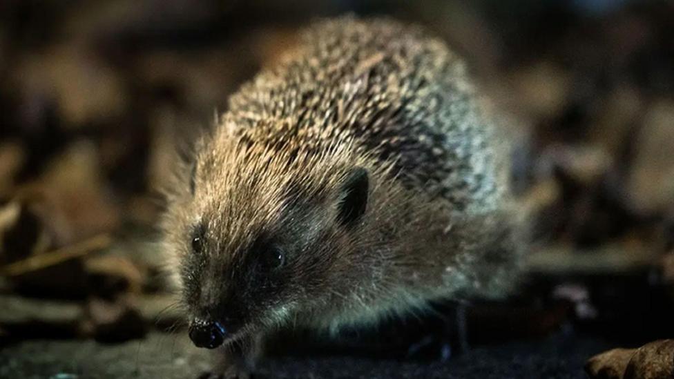 Chester Zoo receives £4m National Lottery grant for eco projects - BBC News