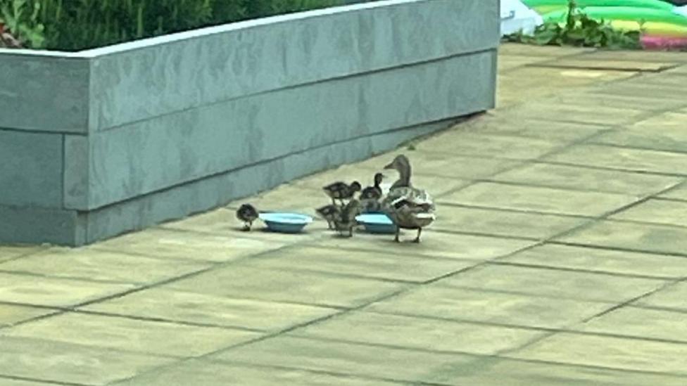Visiting ducks prove popular at Nottingham hospital - BBC News