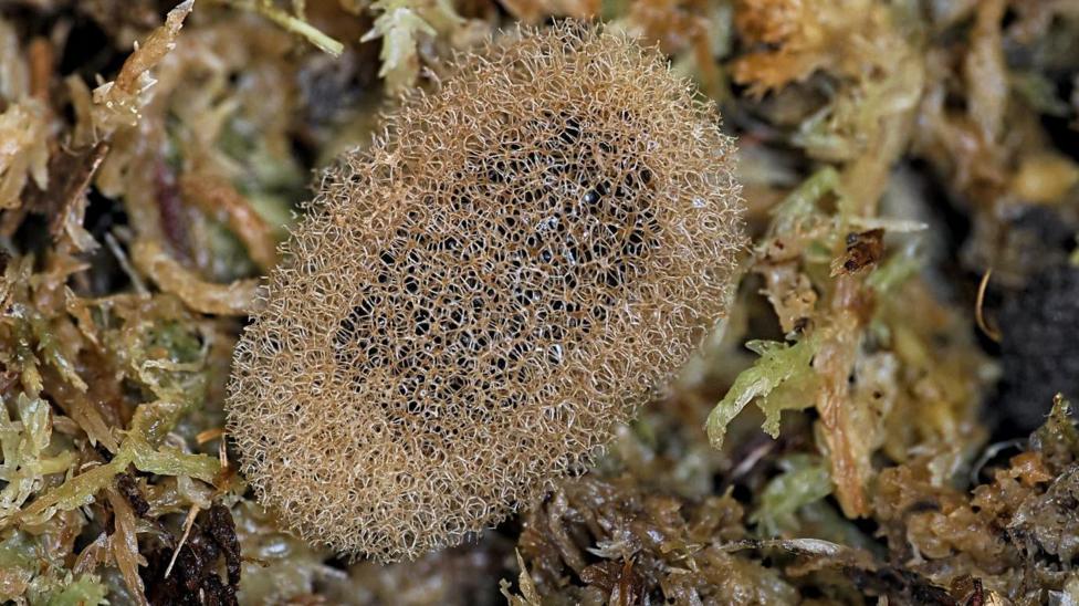 Rare baby leeches hatch at Kincraig's Highland Wildlife Park - BBC News