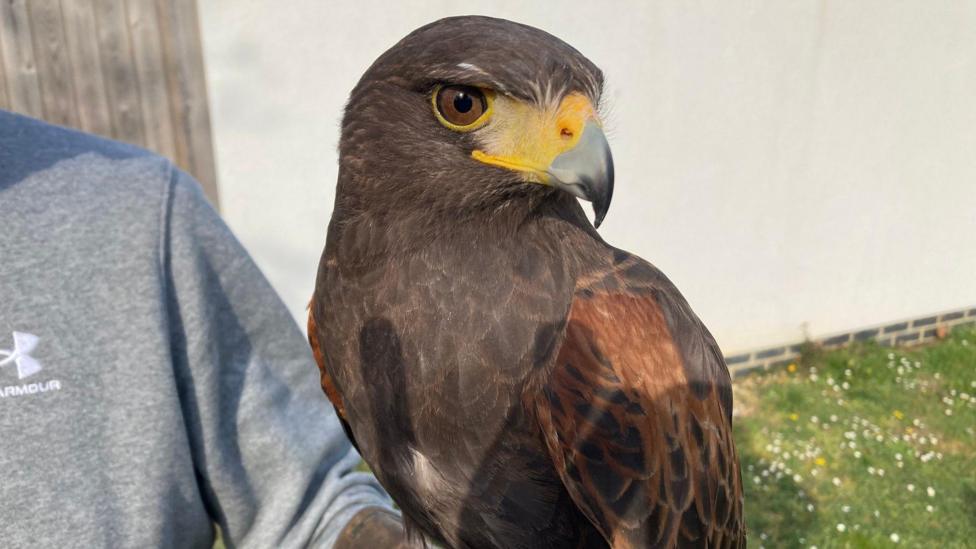 Pupils told to stay indoors after buzzard nests in playground - BBC News