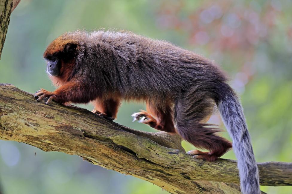 Rare coppery titi monkey born at Chester Zoo - BBC Newsround