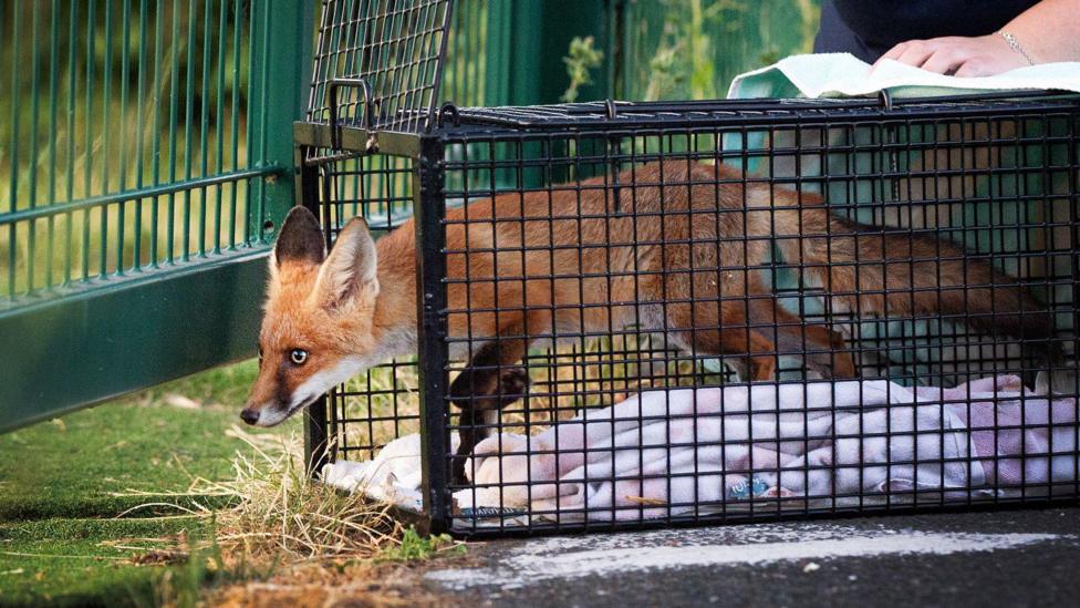 Fox cub found choking to death in Basildon school football net - BBC News