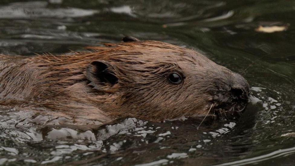 Second beaver pair to be released in Shropshire - BBC News