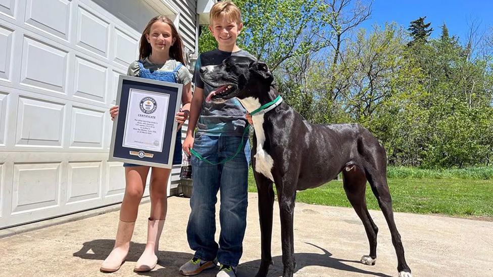 World's tallest dog: The Great Dane is smashing height records - BBC ...