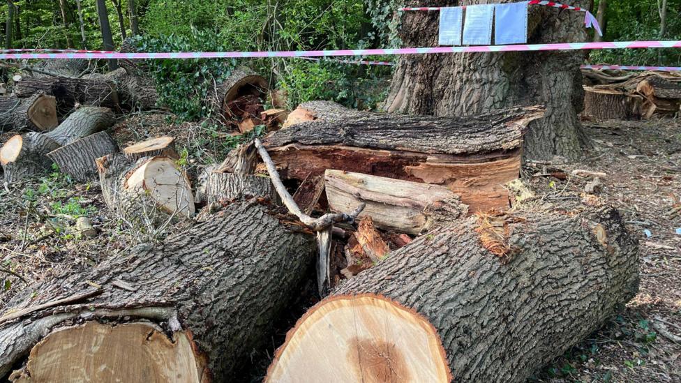 Enfield oak tree felled by Toby Carvery 'had hundreds of years to live ...