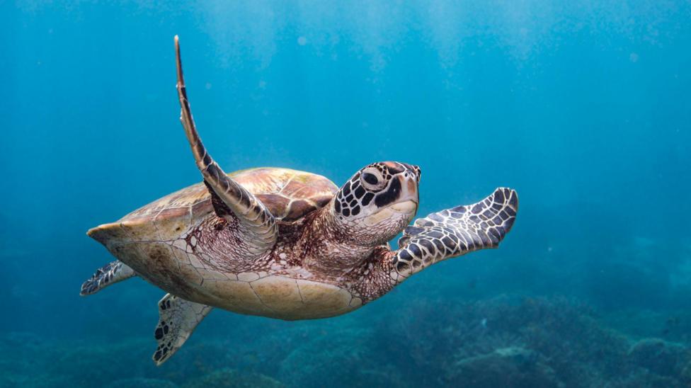 Wildlife conservation: Sea turtle numbers bounce back thanks to efforts ...