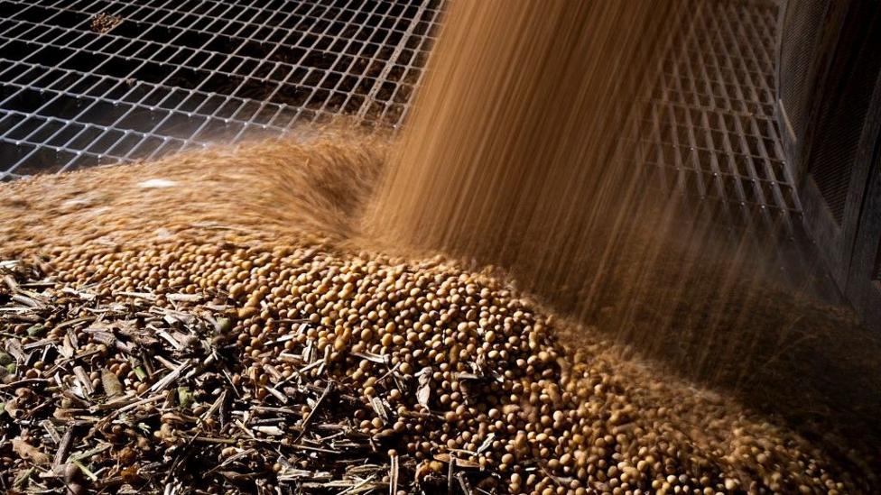 Are 'tech dense' farms the future of farming? - BBC News