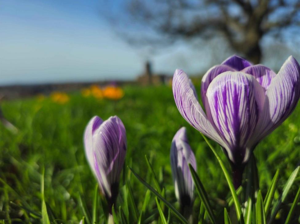 Your photos from the West Midlands: Wet dogs and colourful blooms - BBC ...
