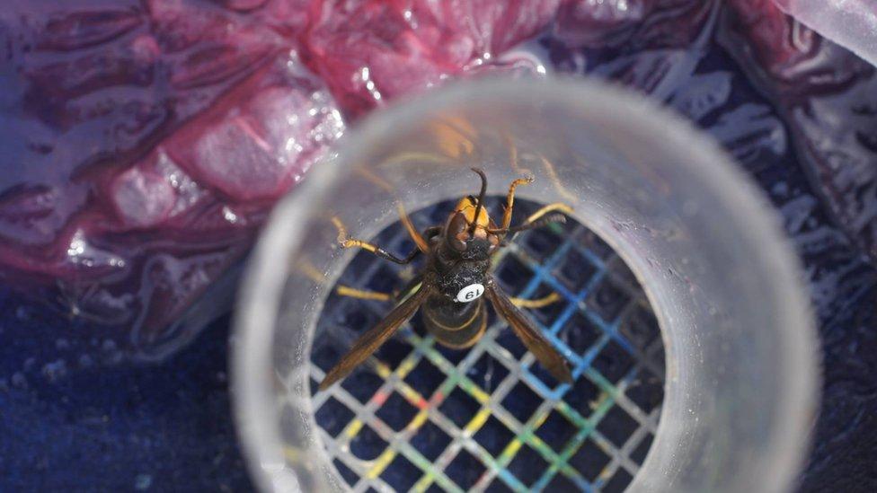 Scientists track Asian hornets using radar and radio waves - BBC News