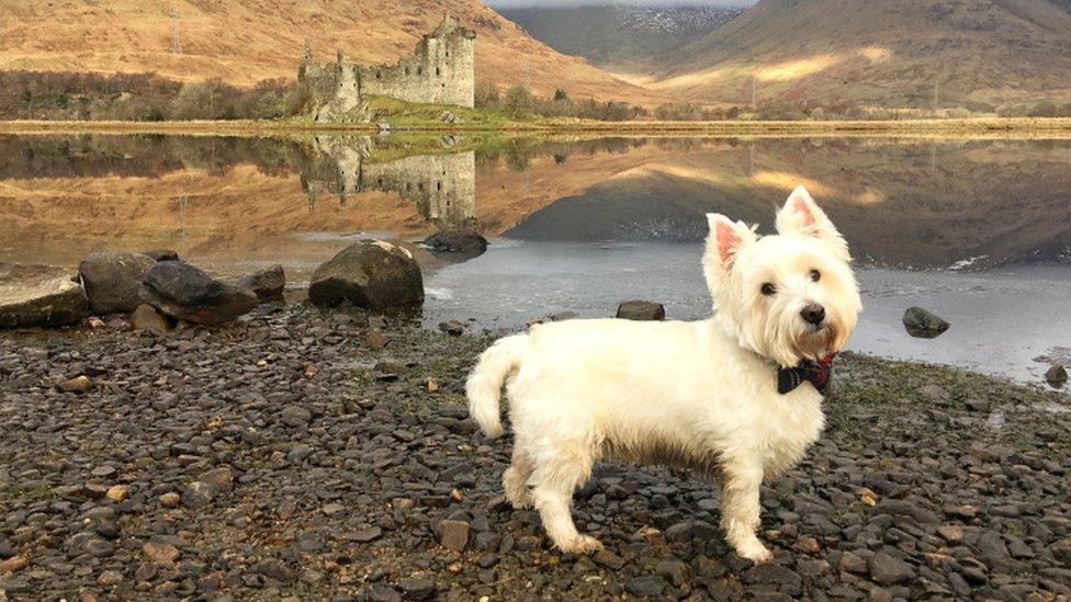 Meet Scotland's 'most well-travelled dog' - BBC News