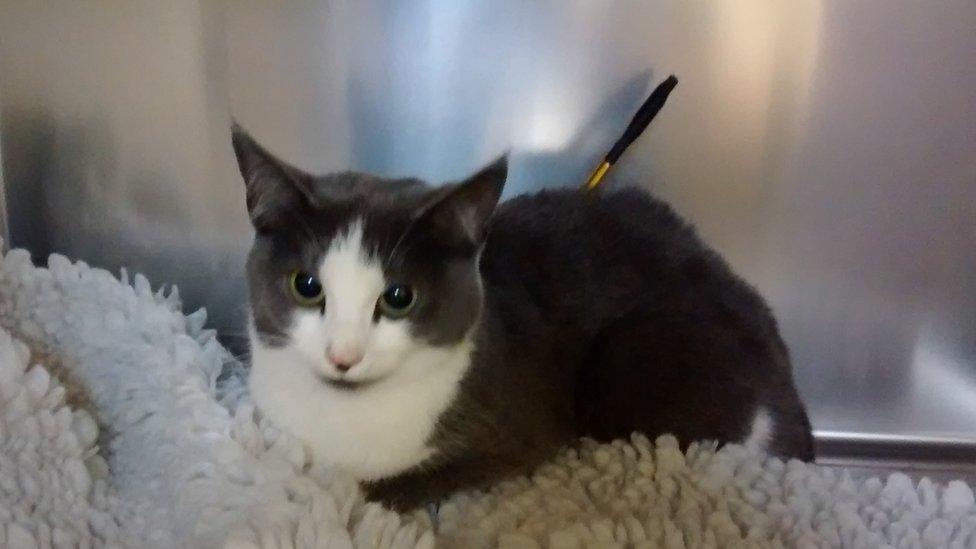 Taunton cat survives crossbow bolt to lungs - BBC News