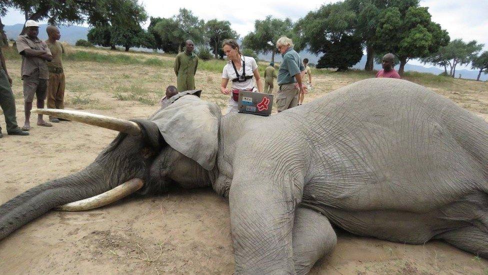 Zimbabwe elephant 'shot in head by poacher' survives - BBC News