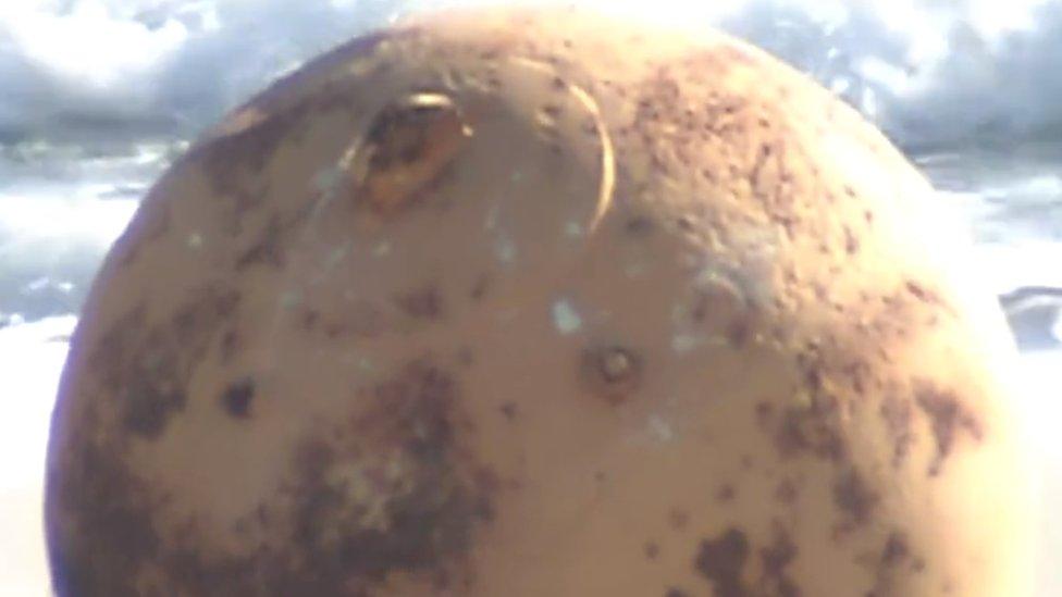 What is the giant mystery object found on an Australian beach? - BBC ...