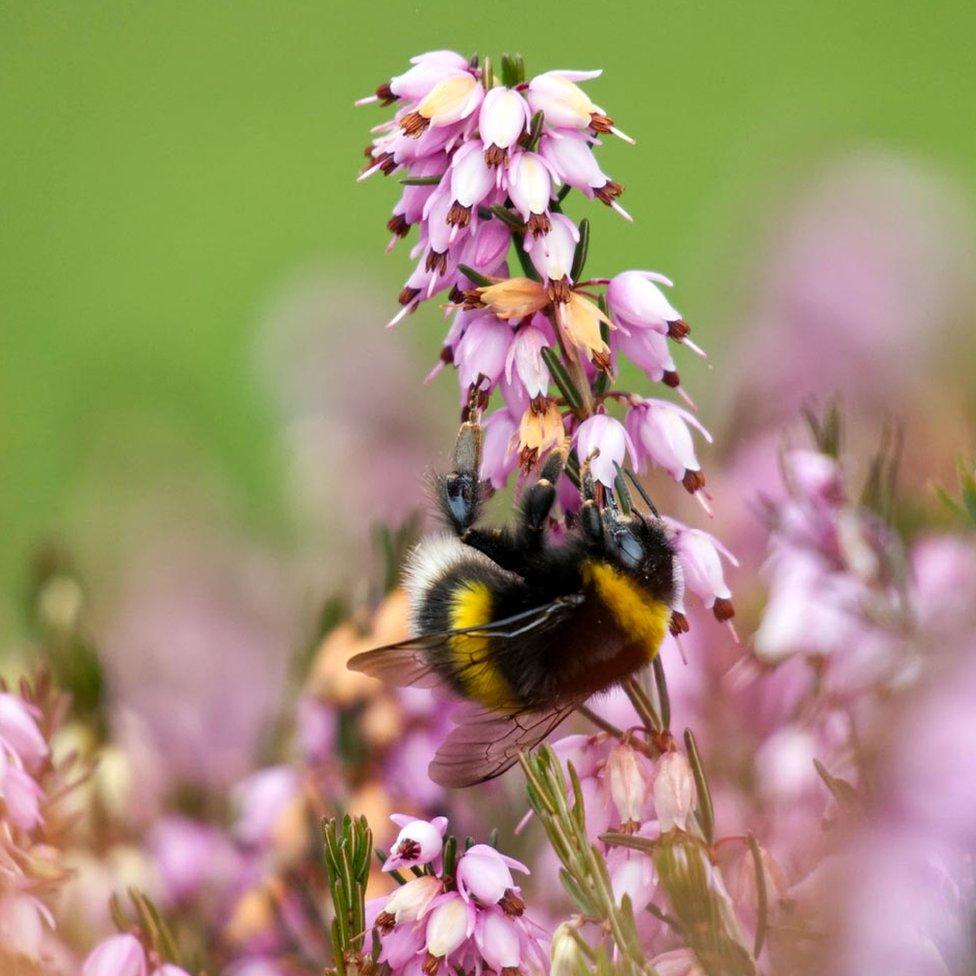 Your pictures of Scotland 20-27 March - BBC News