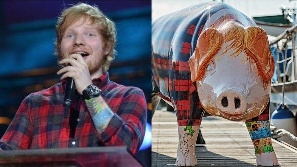 Spot the difference - Ed Sheer-ham pig hogs the limelight - BBC Newsround