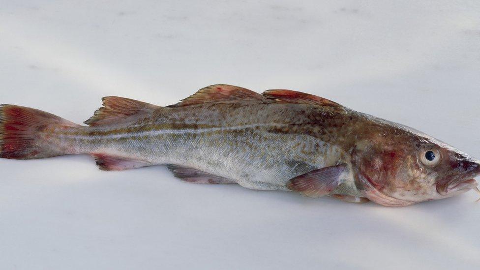 North Sea cod back on the menu as ''occasional treat'' - BBC Newsround
