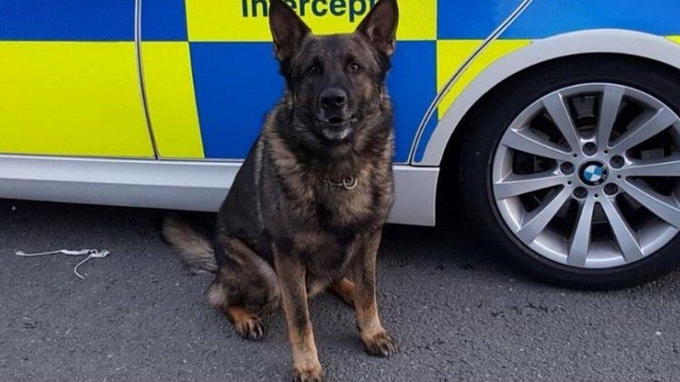 Greater Manchester Police dog handler cleared of attack - BBC News