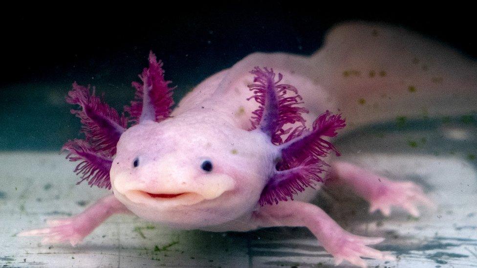 Scientists asking people to 'adopt' an axolotl - BBC Newsround