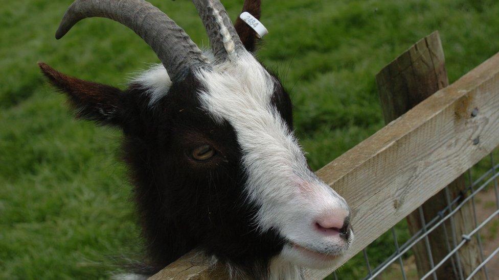 What do we mean by 'accents' in animals? - BBC News