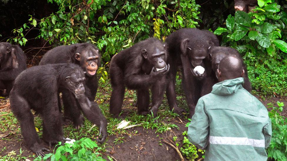 Stranded on Liberia's lab chimp islands - BBC News