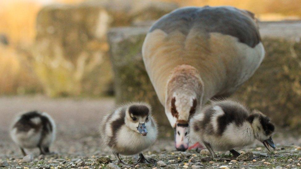 Egyptian goose chicks 'leap' from kestrel box nest - BBC News