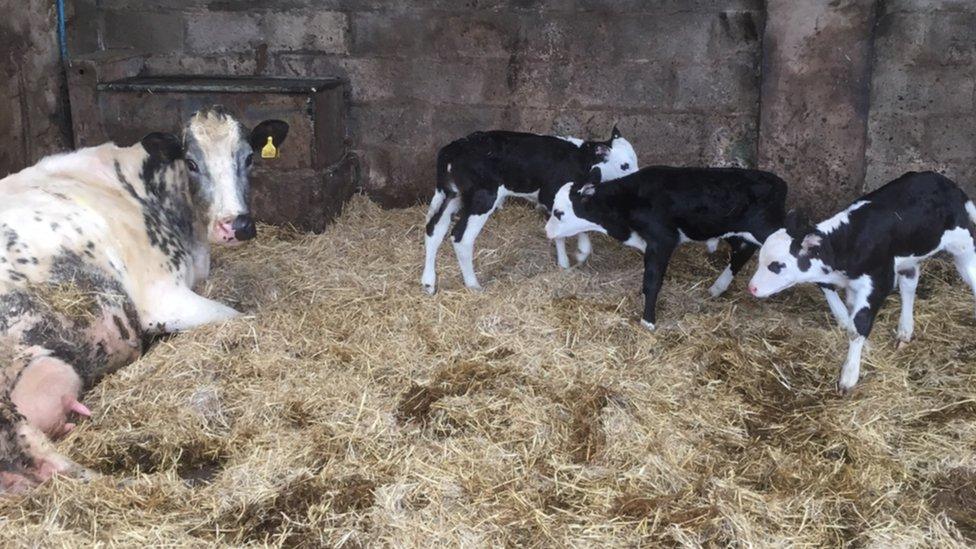 Anglesey farmer's shock after cow gives birth to triplets - BBC News