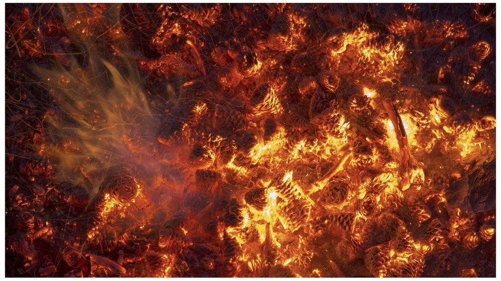 Fossil of oldest pine tree discovered - BBC News