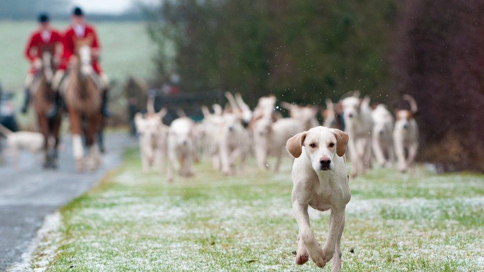 Pack of hunting hounds 'attack pet dog' on Cornish beach - BBC News