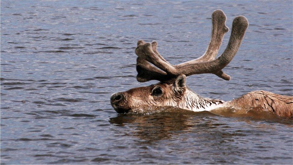 World's largest reindeer herd plummets - BBC News